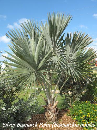 Garden Dreams By Design – For Gardening Addicts